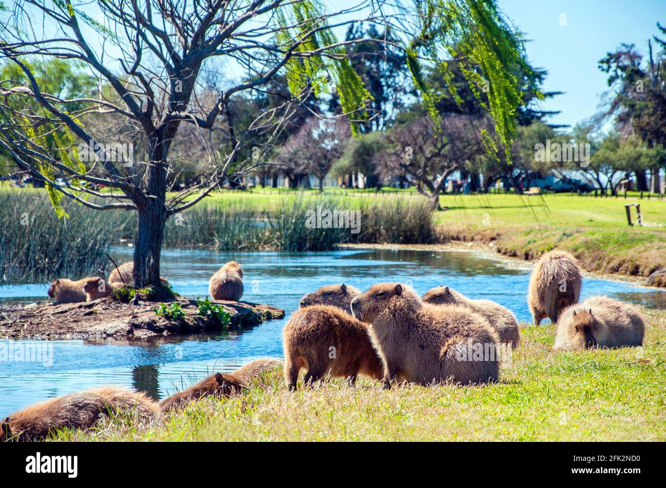 Carpinchos capibara hydrochoerus hydrochaeris hi-res stock photography ...