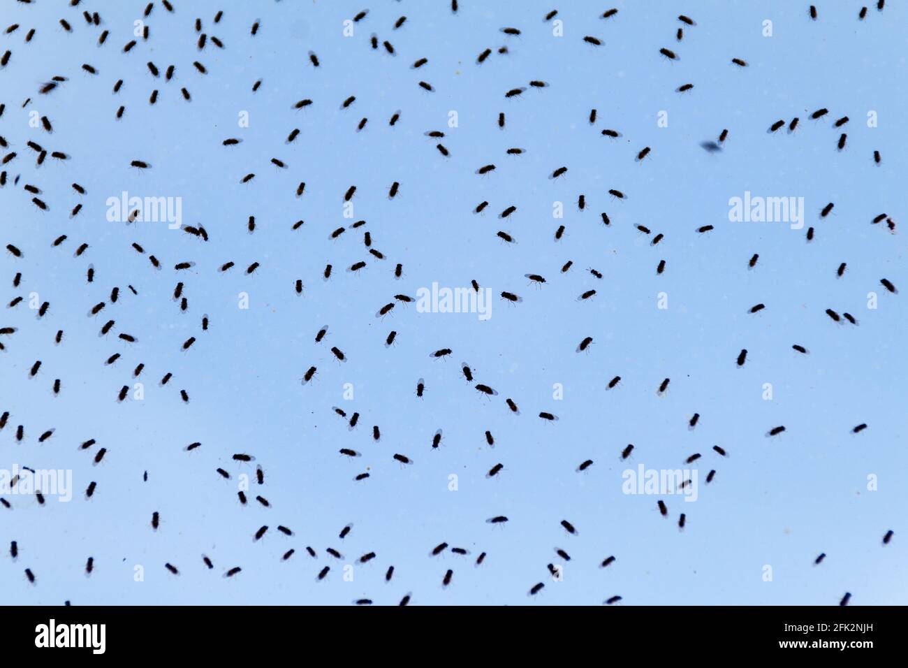 Many flies hi-res stock photography and images - Alamy