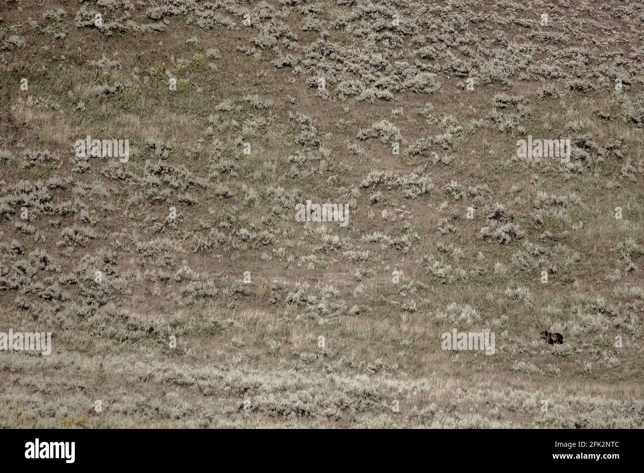 Small Grizzly Bear On Large Hill Yellowstone's Lamar Valley Stock Photo ...