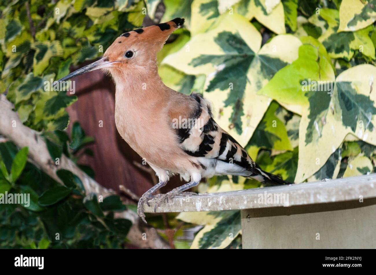 Hoopoe Upupa epops' Adult at nest box.South-west France Stock Photo - Alamy