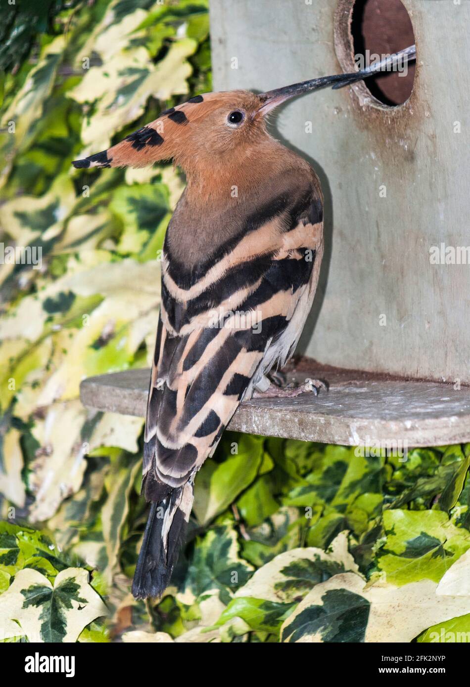 Hoopoe Upupa epops' Adult at nest box.South-west France Stock Photo - Alamy