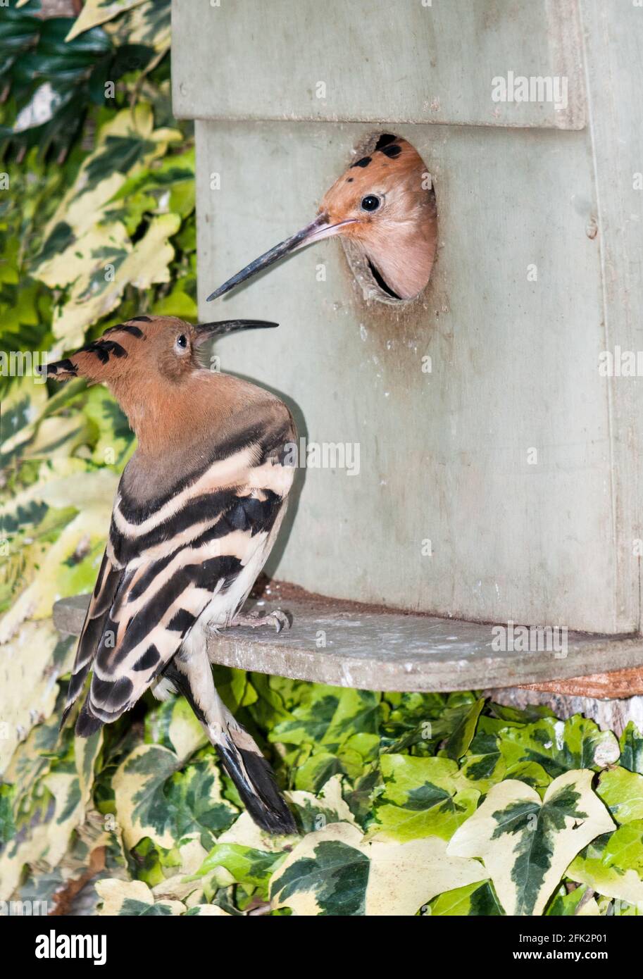 Hoopoe Upupa epops' Adult at nest box.South-west France Stock Photo - Alamy
