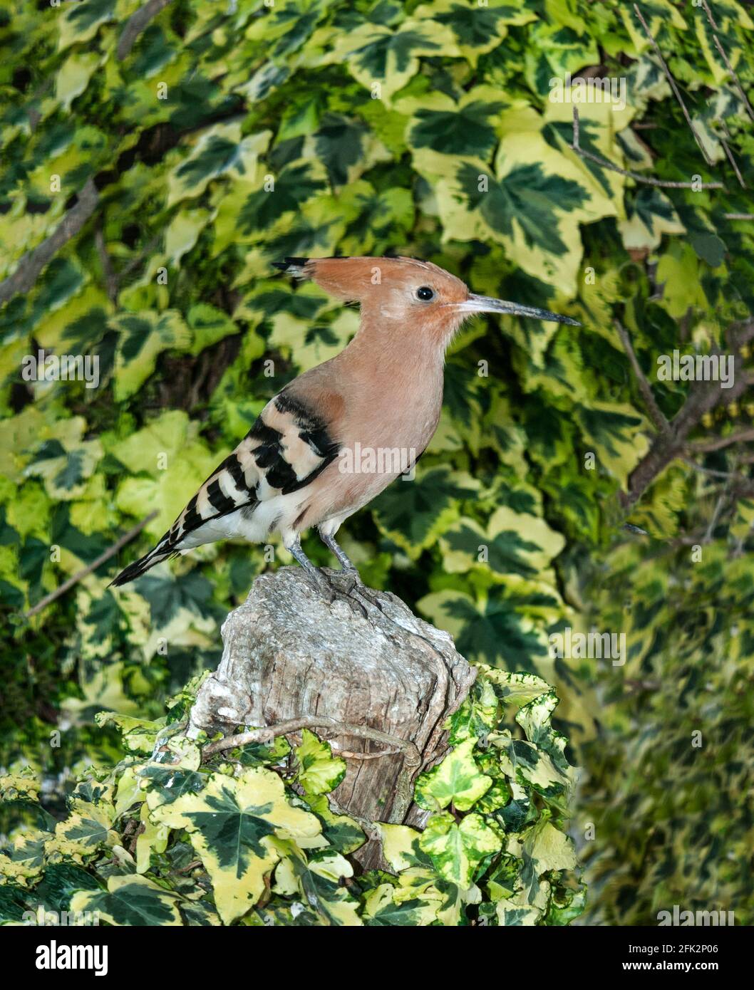 Hoopoe Upupa epops' Adult at nest box.South-west France Stock Photo - Alamy
