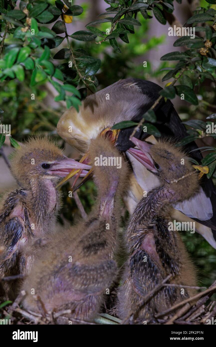 Little bittern nest hi-res stock photography and images - Alamy