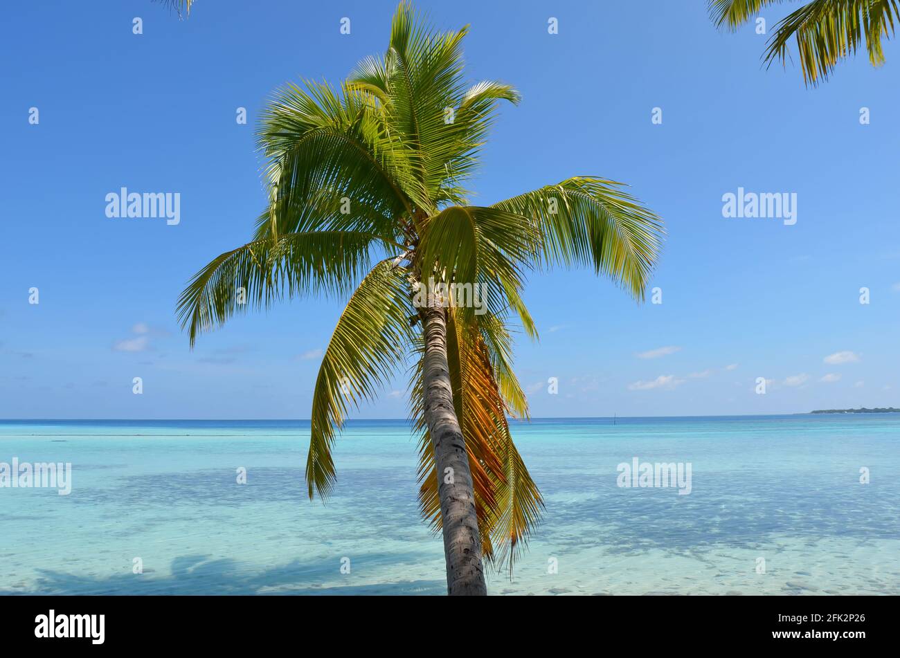 Bent coconut tree hi-res stock photography and images - Alamy