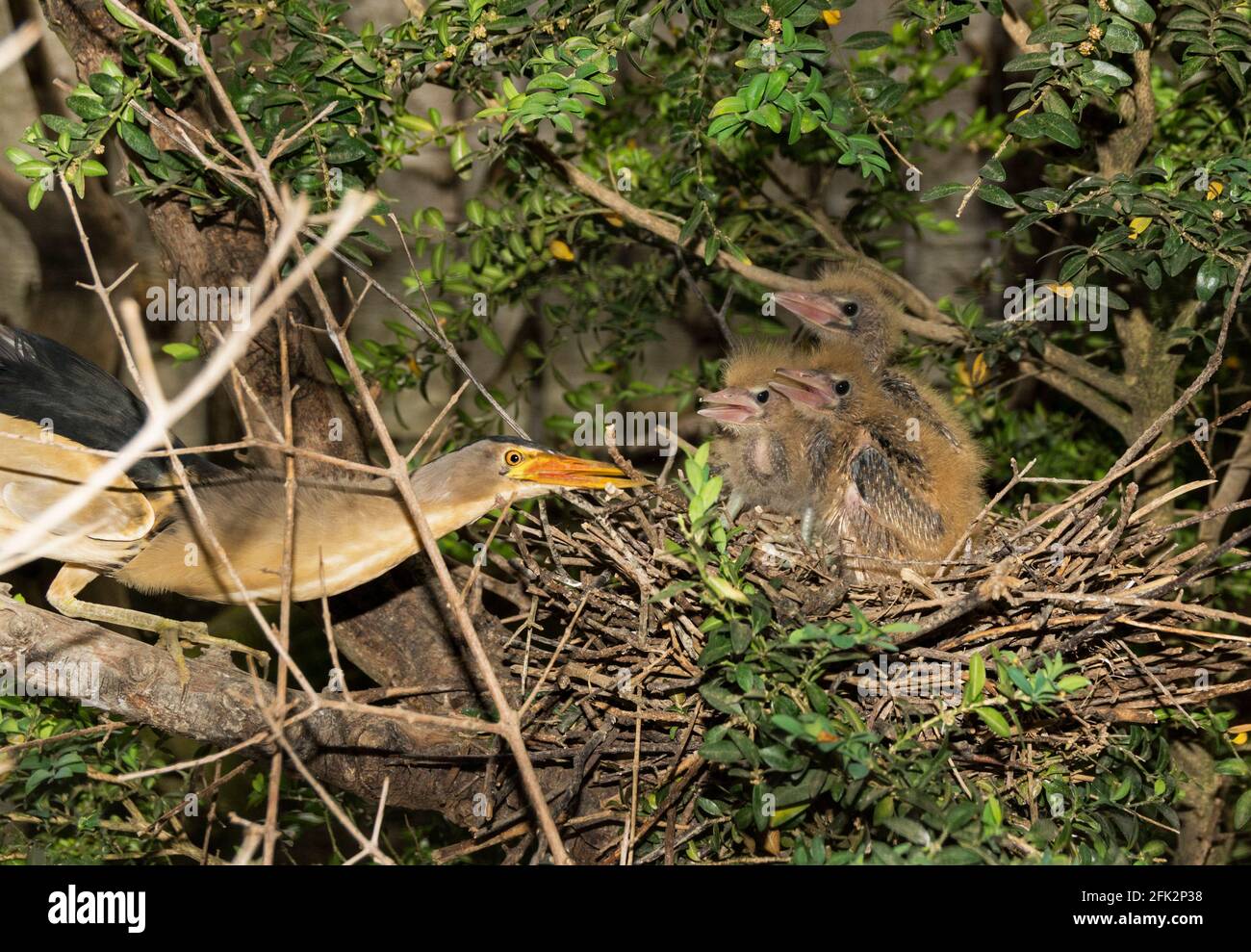 Little bittern nest hi-res stock photography and images - Alamy