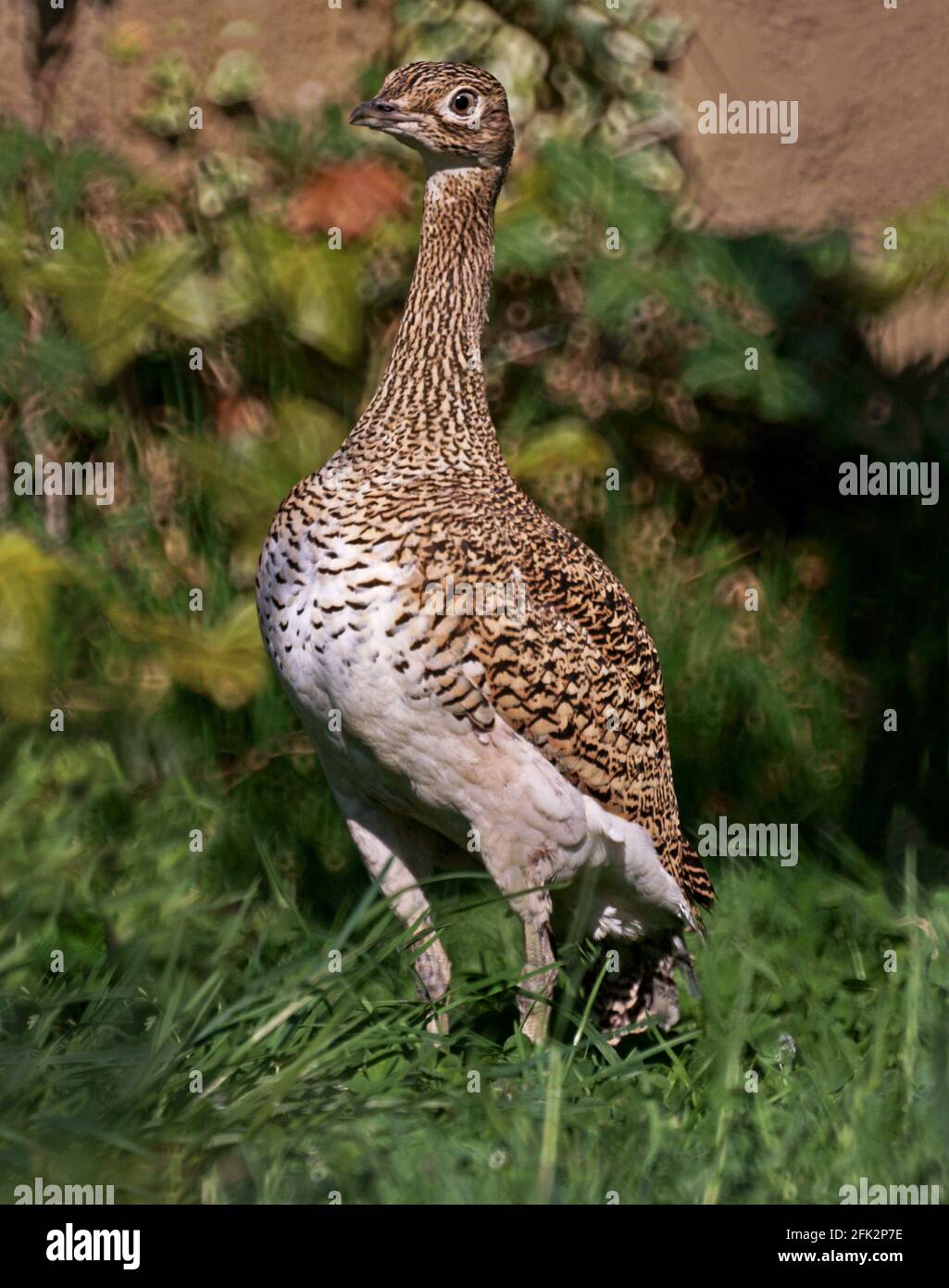 Little Bustard 'Tetrax tetrax' Stock Photo - Alamy