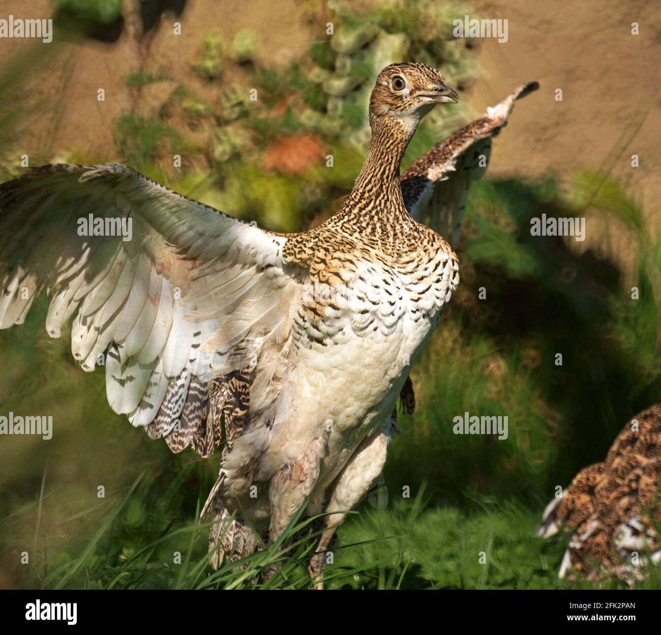 Little Bustard 'Tetrax tetrax' Stock Photo - Alamy