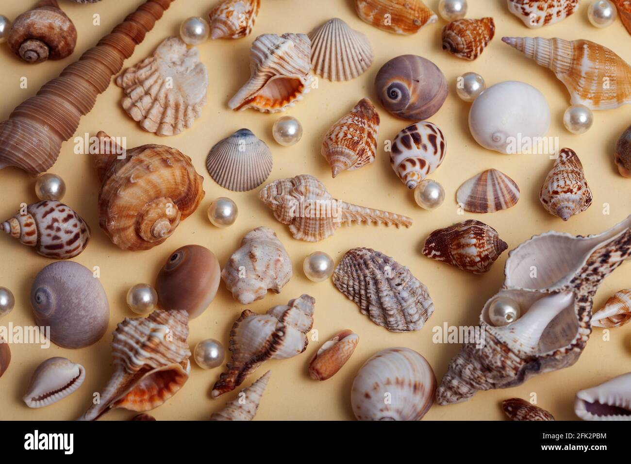 a lot of different empty sea shells on yellow background, macro details ...