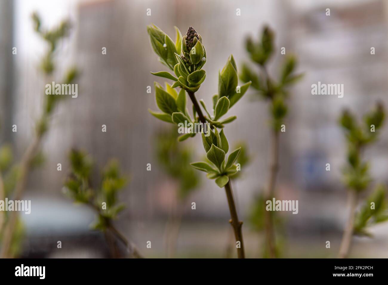 Early spring growth willow tree hi-res stock photography and images - Alamy