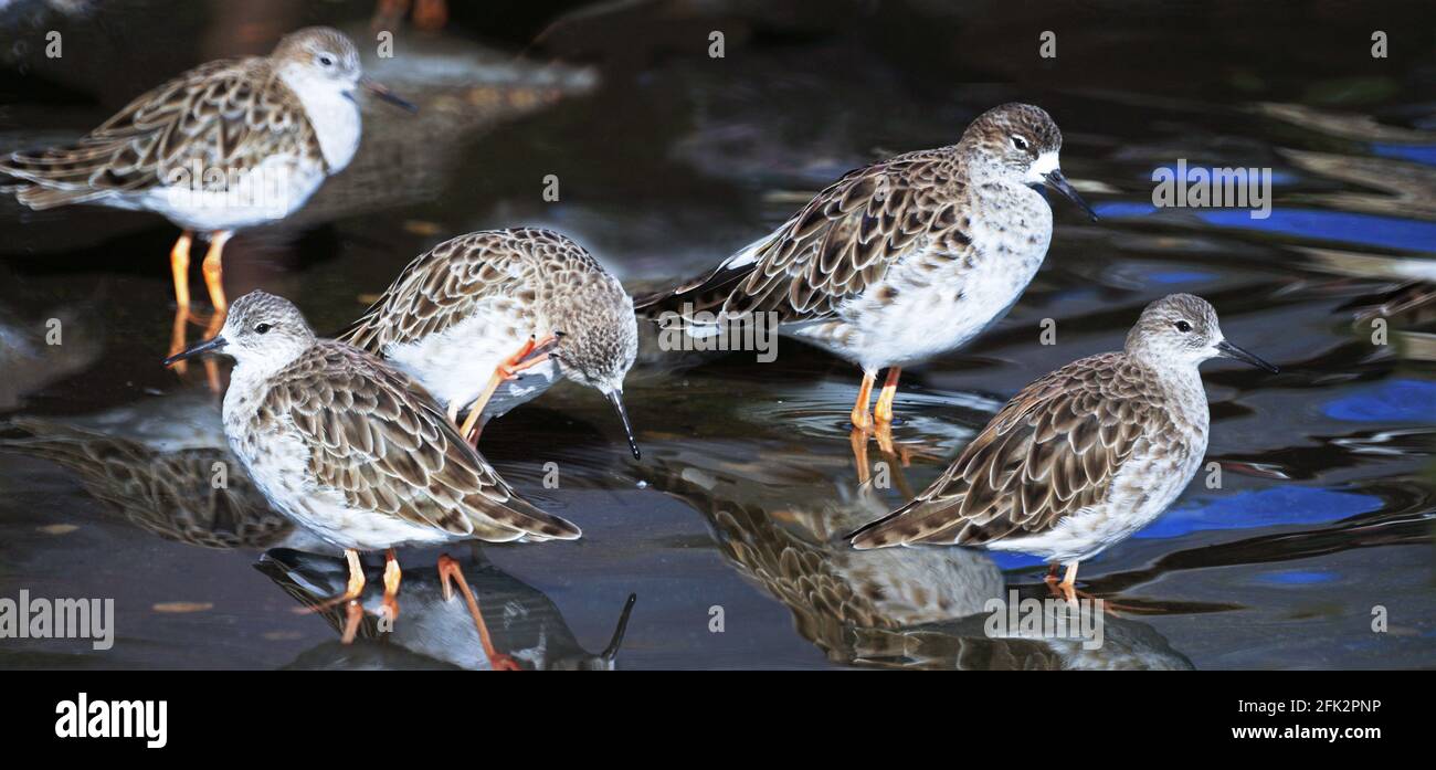 Group of ruff in winter Stock Photo - Alamy