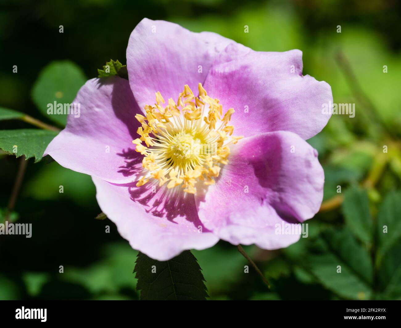 Washington state usa rose hi-res stock photography and images - Alamy