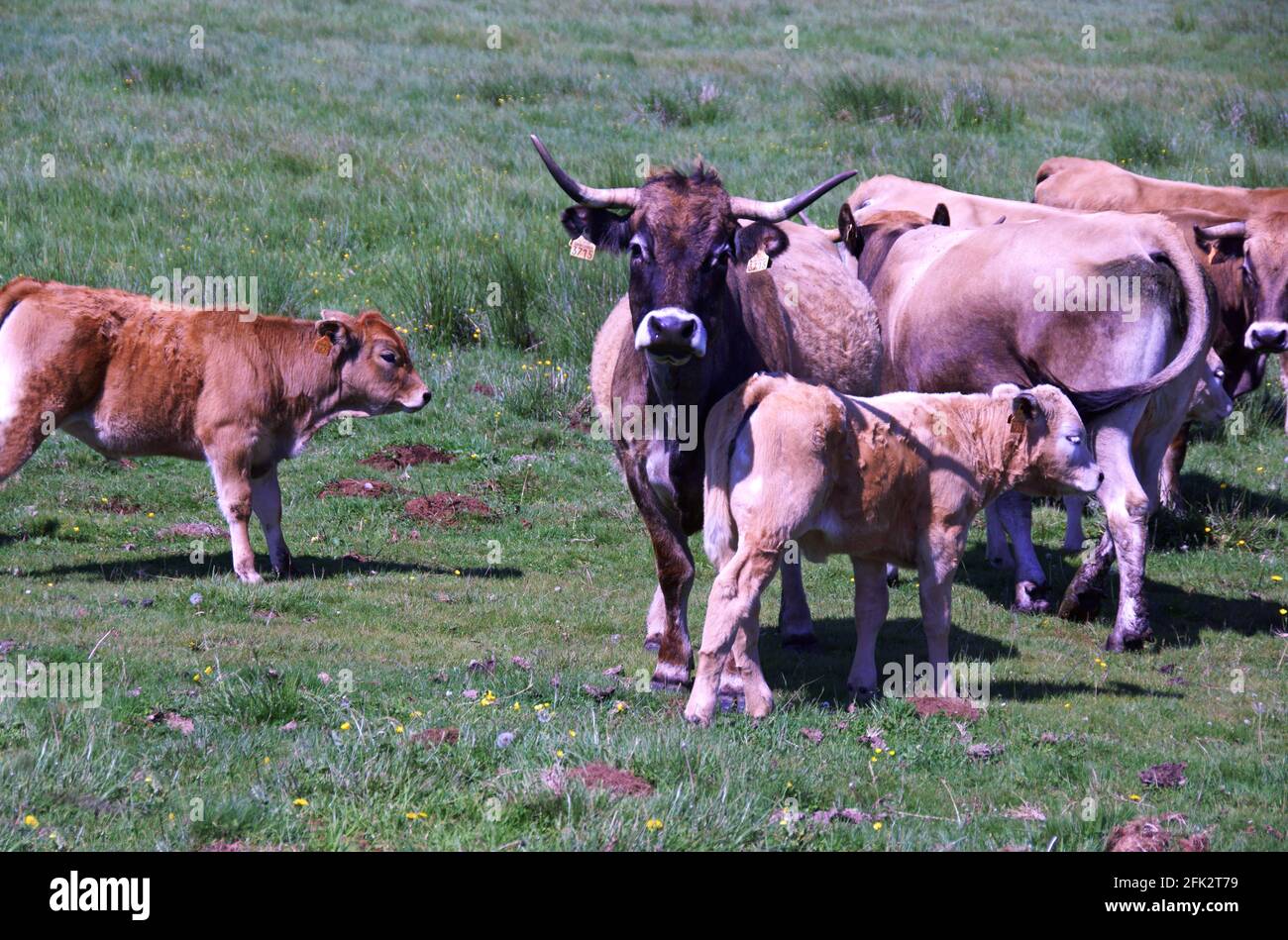 Aubrac cattle hi-res stock photography and images - Alamy