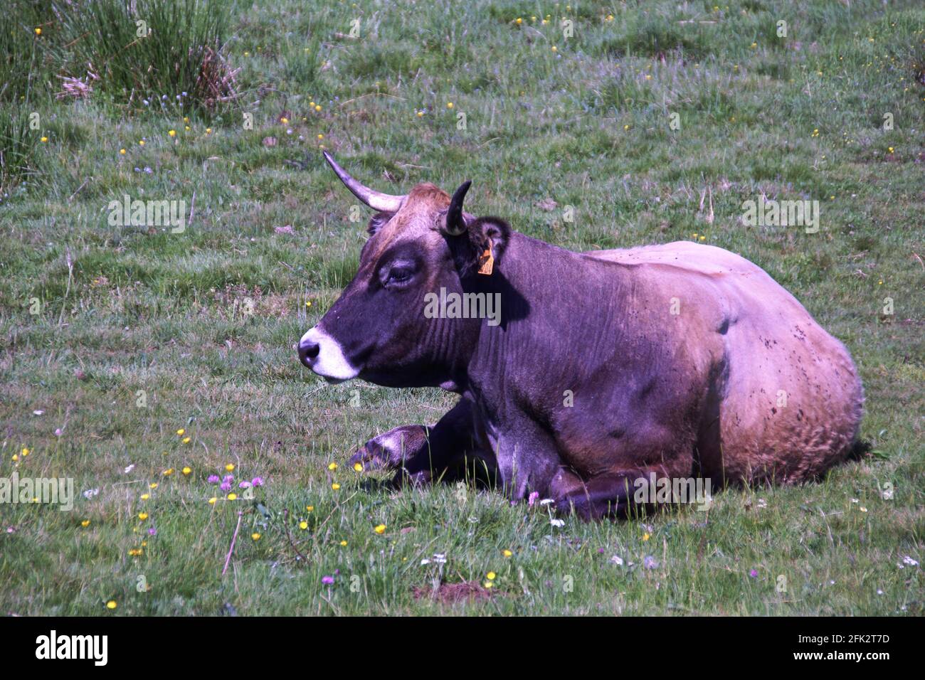 Aubrac cattle hi-res stock photography and images - Alamy