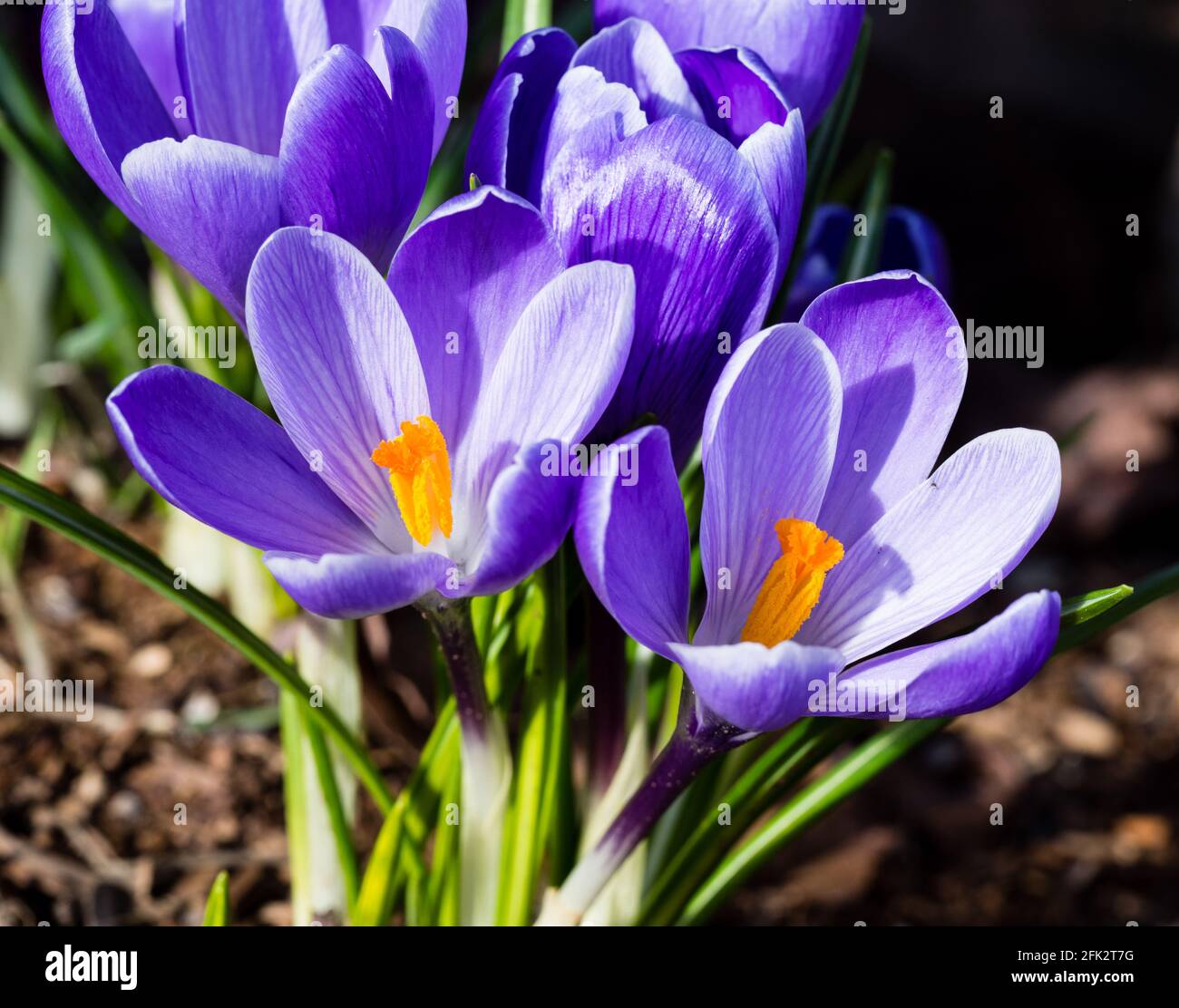 Close up shot of crocus flowers on a garden bed in full bloom Stock ...