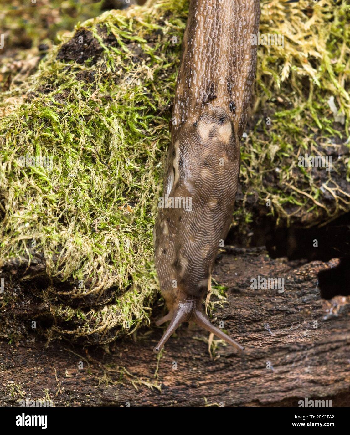 Leopard Slug 'Limax maximus' Adult moving over mossy ground.South-west ...