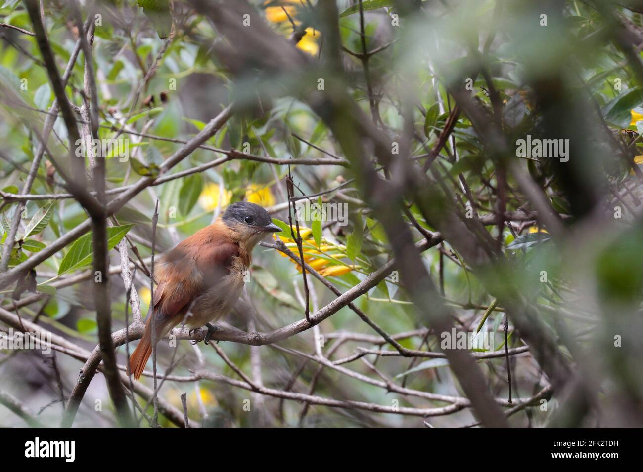 CRESTED BECARD (Pachyramphus validus), rare and unusual sighting of ...