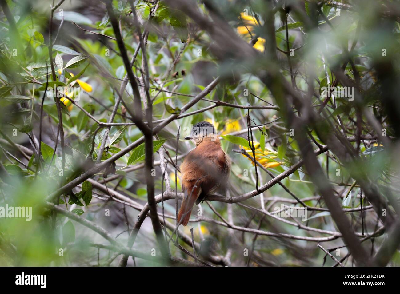 CRESTED BECARD (Pachyramphus validus), rare and unusual sighting of ...