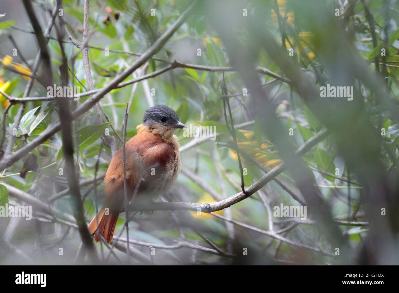 CRESTED BECARD (Pachyramphus validus), rare and unusual sighting of ...