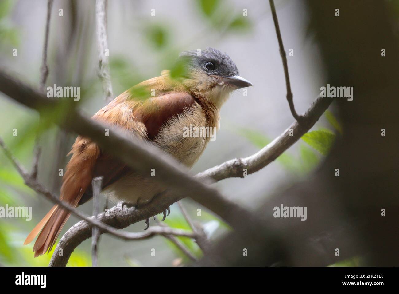 Crested becard hi-res stock photography and images - Alamy