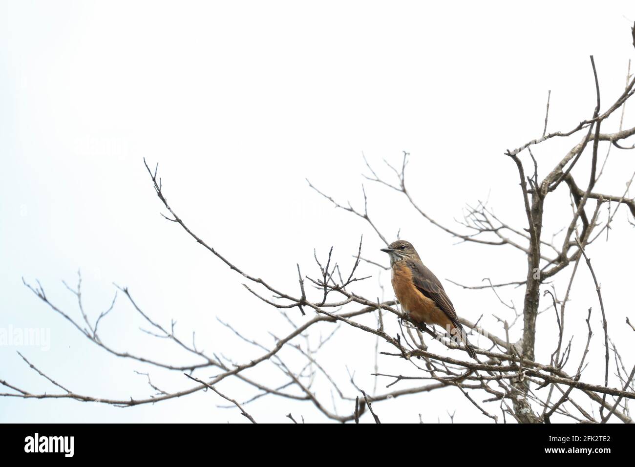 STREAK-THROATED BUSH-TYRANT (Myiotheretes striaticollis), solitary ...