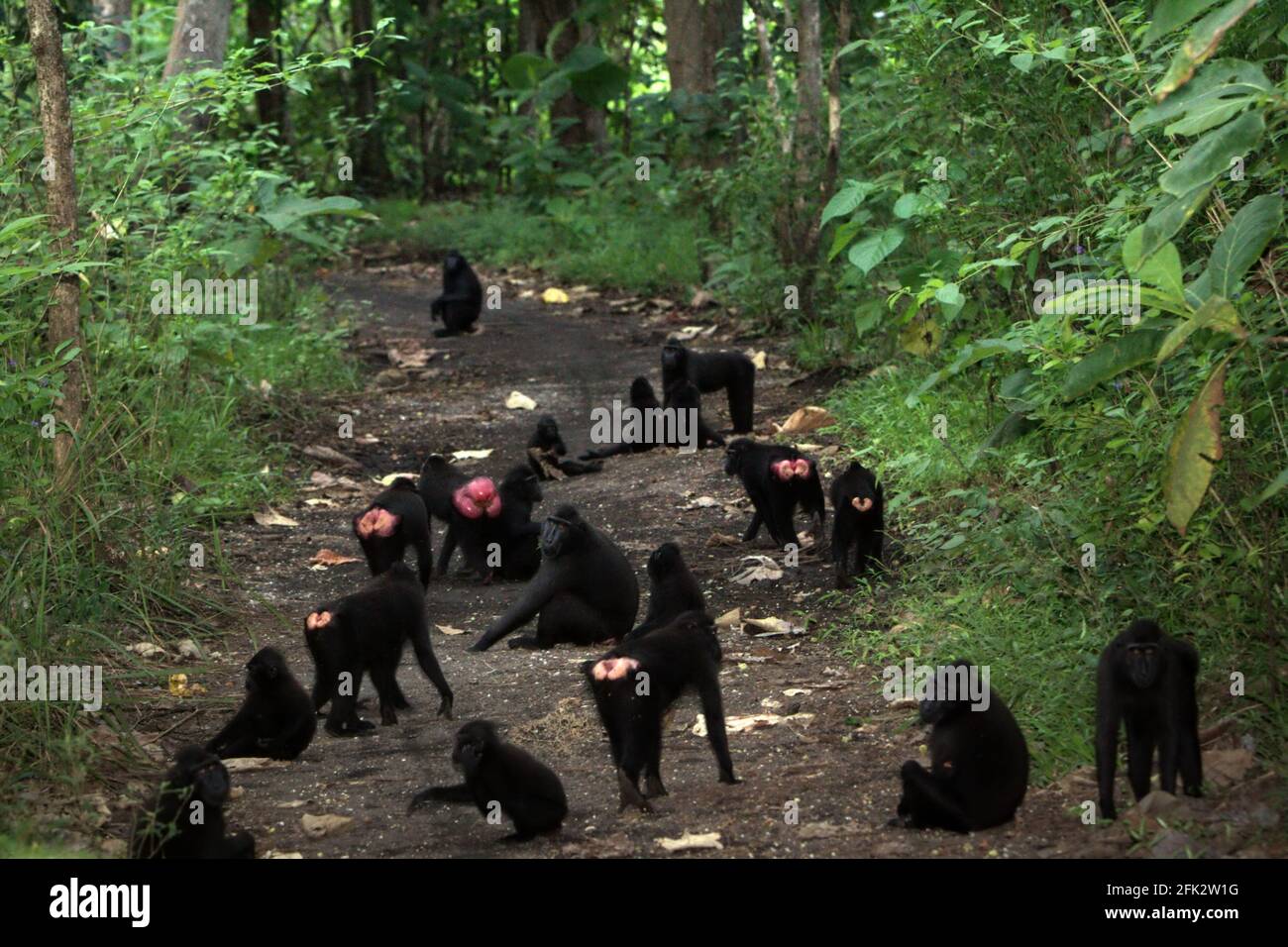 Monkey invasion hi-res stock photography and images - Alamy