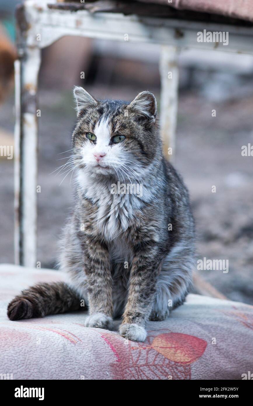 sick very old cat smith in the summer Stock Photo - Alamy
