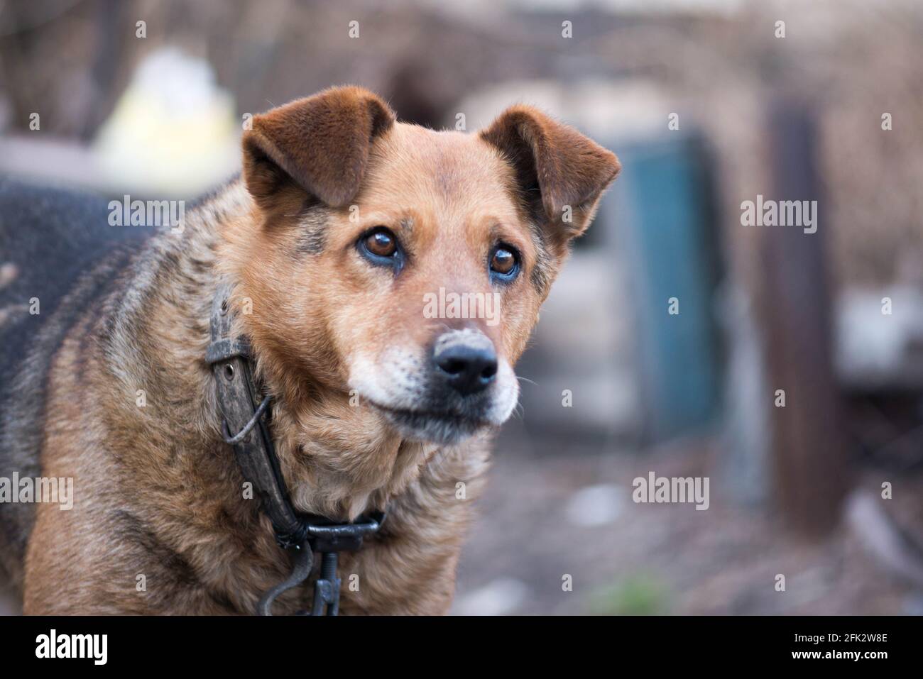 photo of a dog on a chain Stock Photo - Alamy