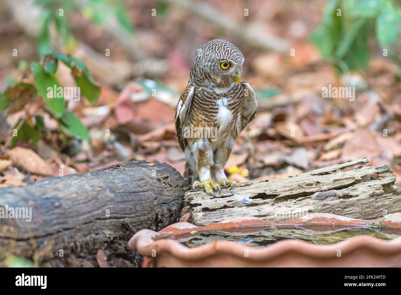 Glaucidium cuculoides flying hi-res stock photography and images - Alamy
