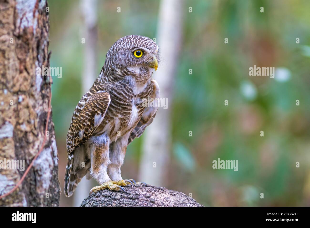 Asian barn owl hi-res stock photography and images - Alamy