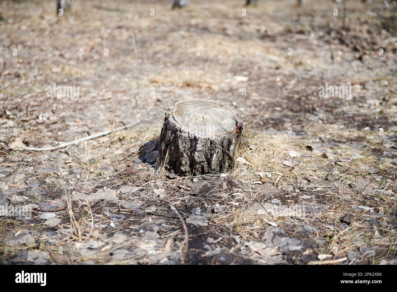 a small cut of a tree in the forest Stock Photo - Alamy