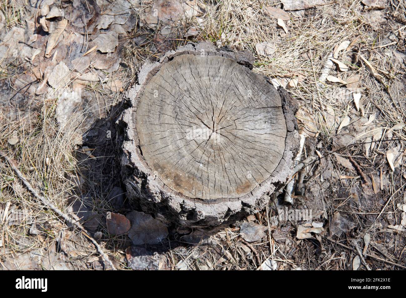 beautiful tree stump in birch forest alone Stock Photo - Alamy