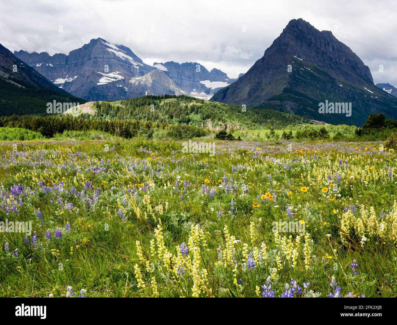 Wildflowers blooming in Glacier National Park, USA Stock Photo - Alamy