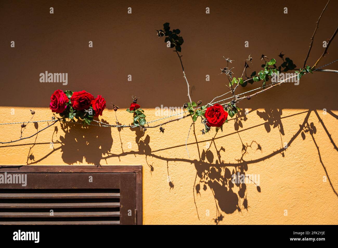 Vine growing up vine arch hi-res stock photography and images - Alamy