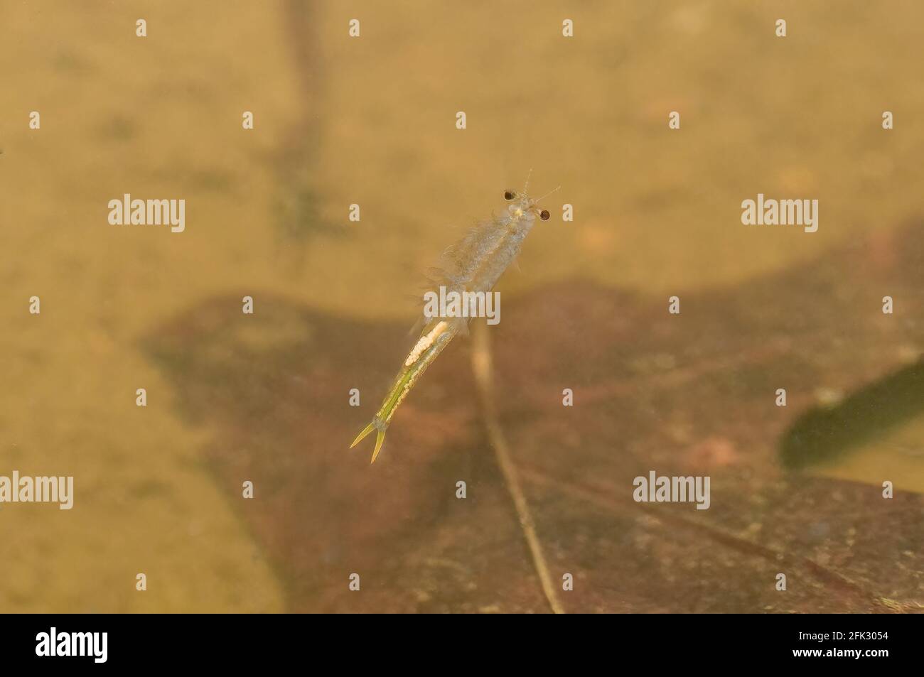 Female shrimp eggs hi-res stock photography and images - Alamy