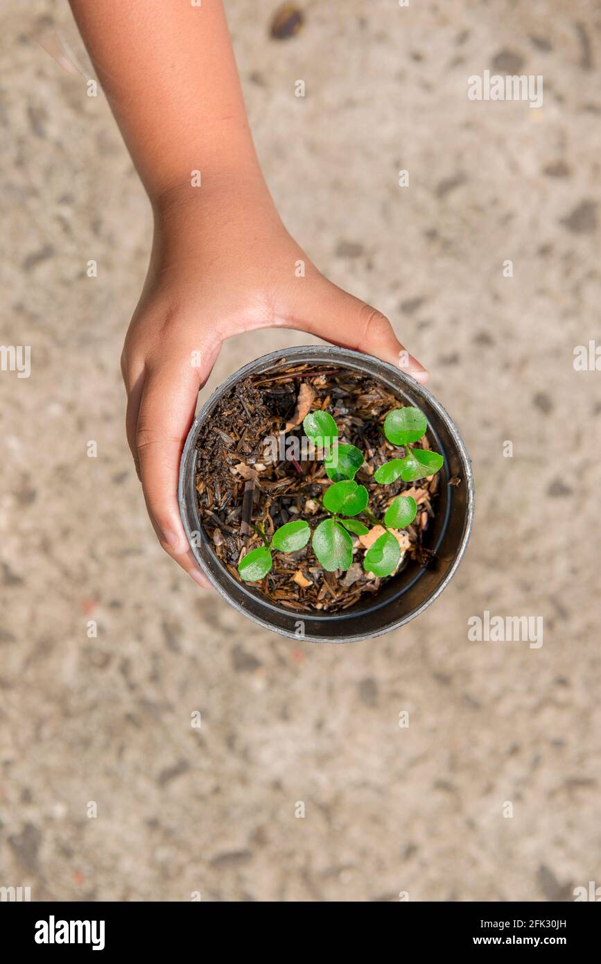 Human hand holding the green plant in a pot Stock Photo - Alamy