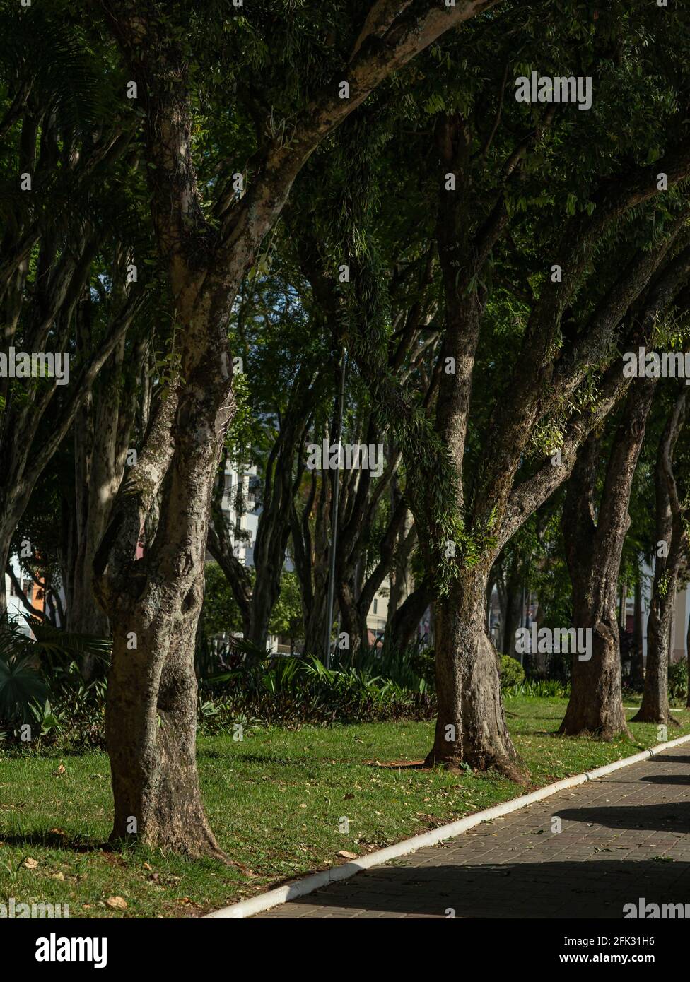 Sidewalk under the trees Stock Photo - Alamy
