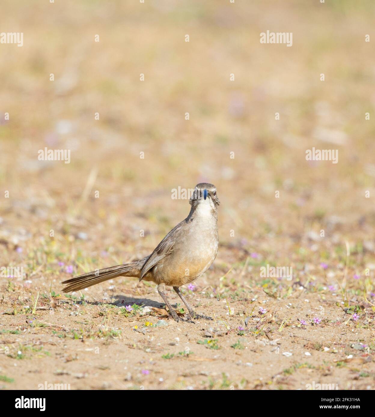 California Thrasher on Ground Stock Photo - Alamy