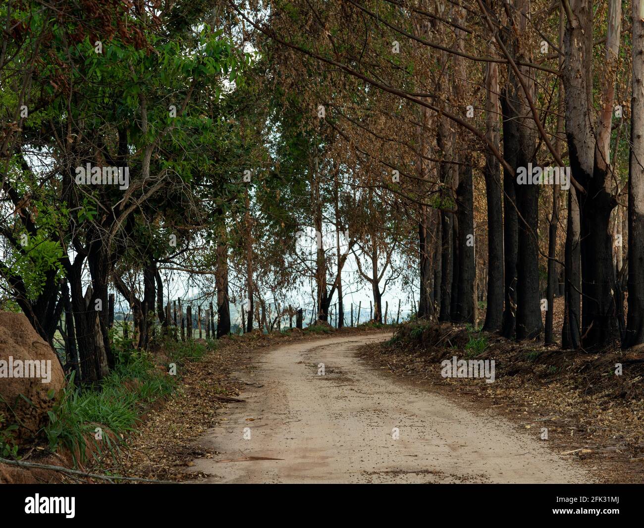 Dirt road, trees burned by fire Stock Photo - Alamy