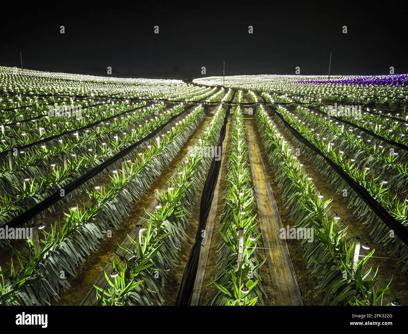 Aerial photography of dragon fruit fields in the outskirts of Guangxi ...