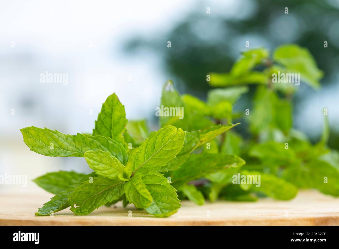 Peppermint Plants High Resolution Stock Photography and Images - Alamy
