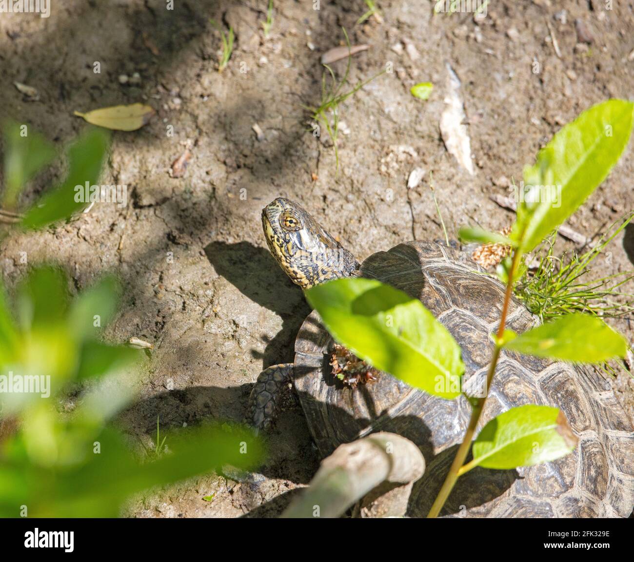 Western Pond Turtle Stock Photo - Alamy