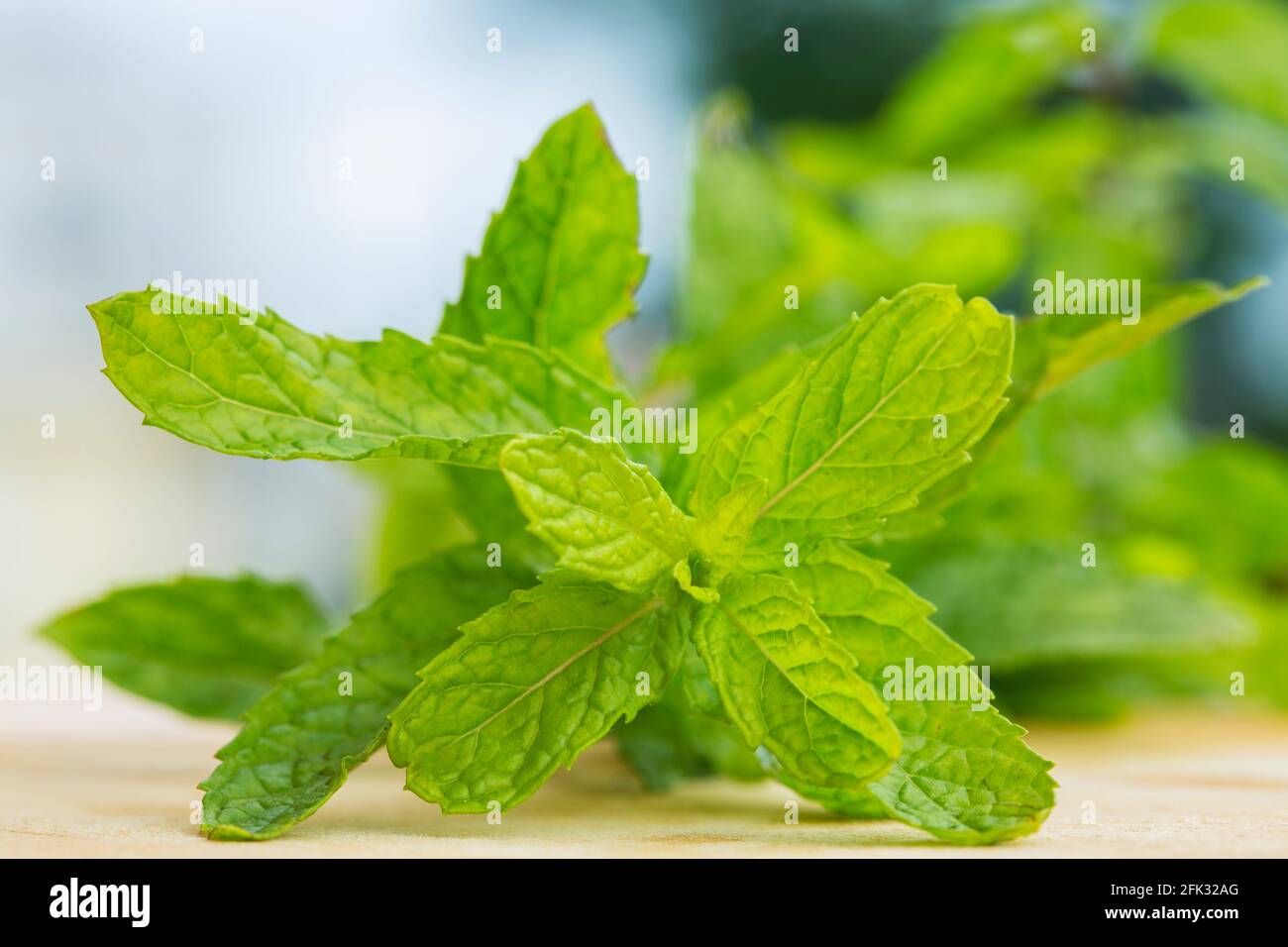 fresh organic peppermints Stock Photo - Alamy