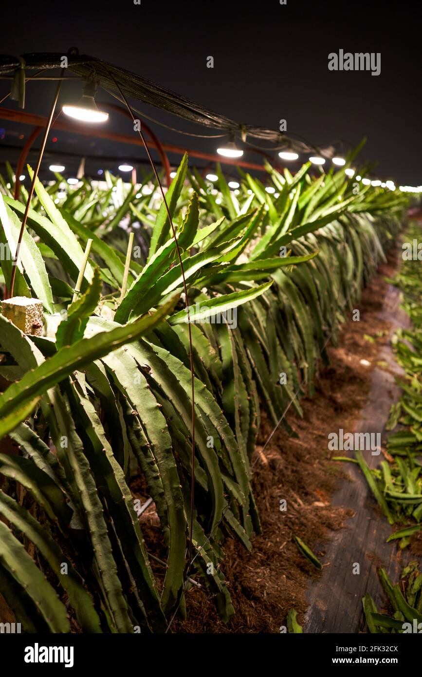 Climate specific cultivation hi-res stock photography and images - Alamy