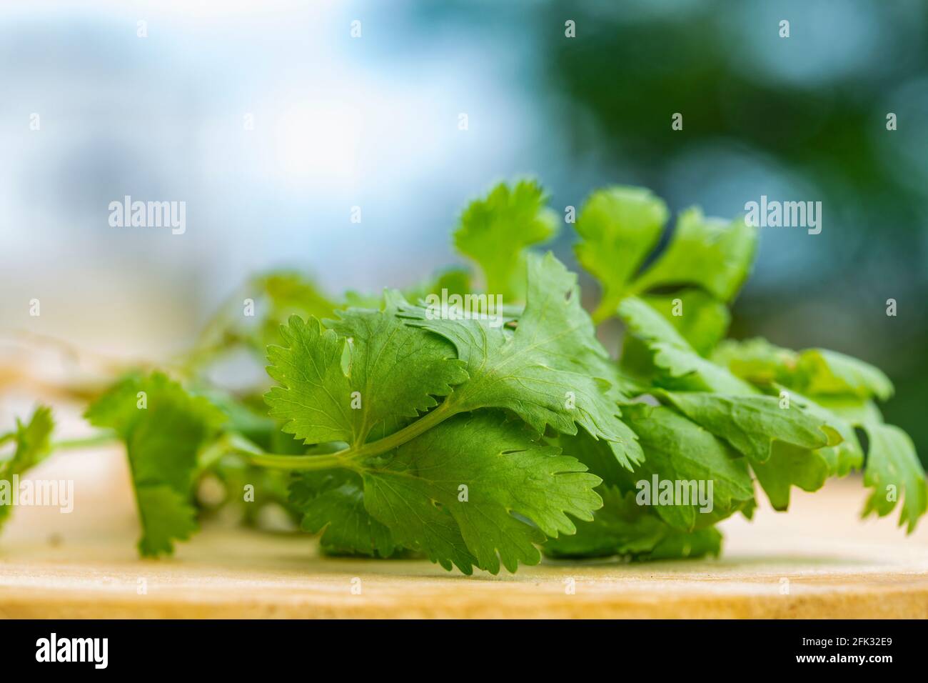 Closeup photo fresh coriander hi-res stock photography and images - Alamy