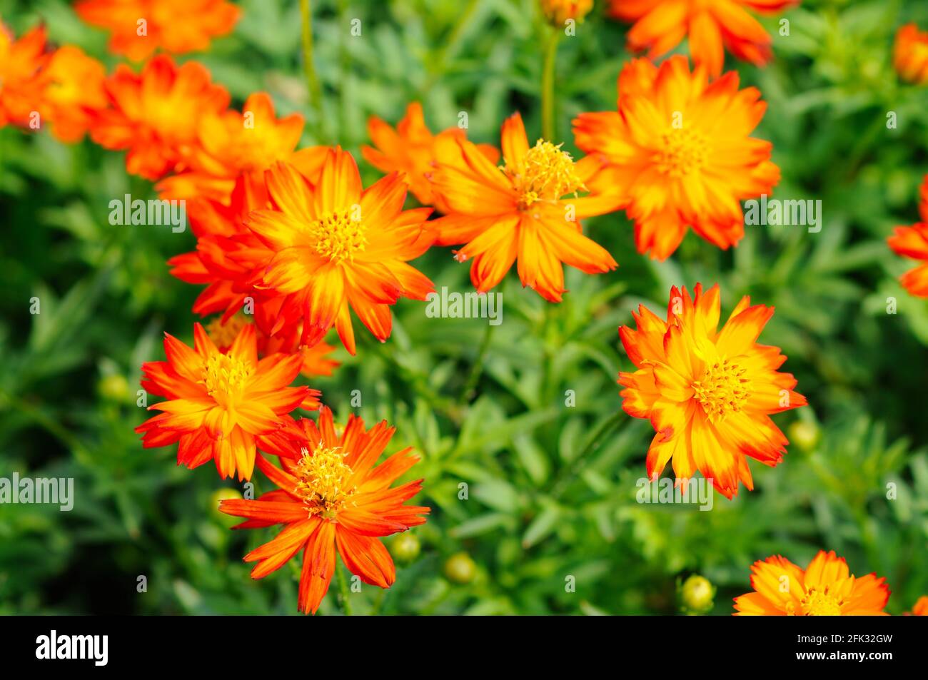 Watery orange hi-res stock photography and images - Alamy