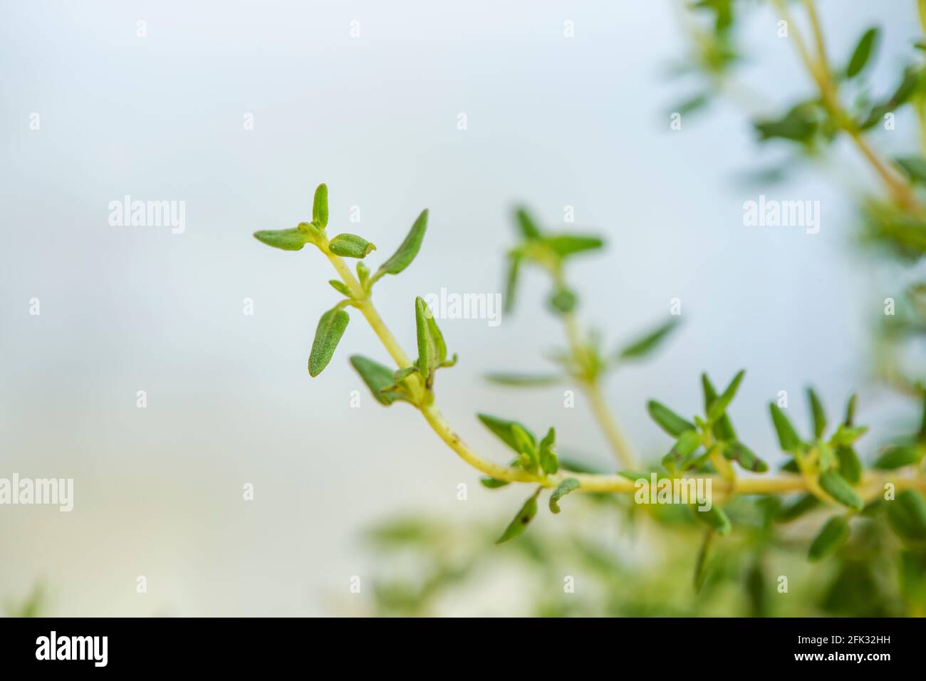 Thyme leaves hi-res stock photography and images - Alamy
