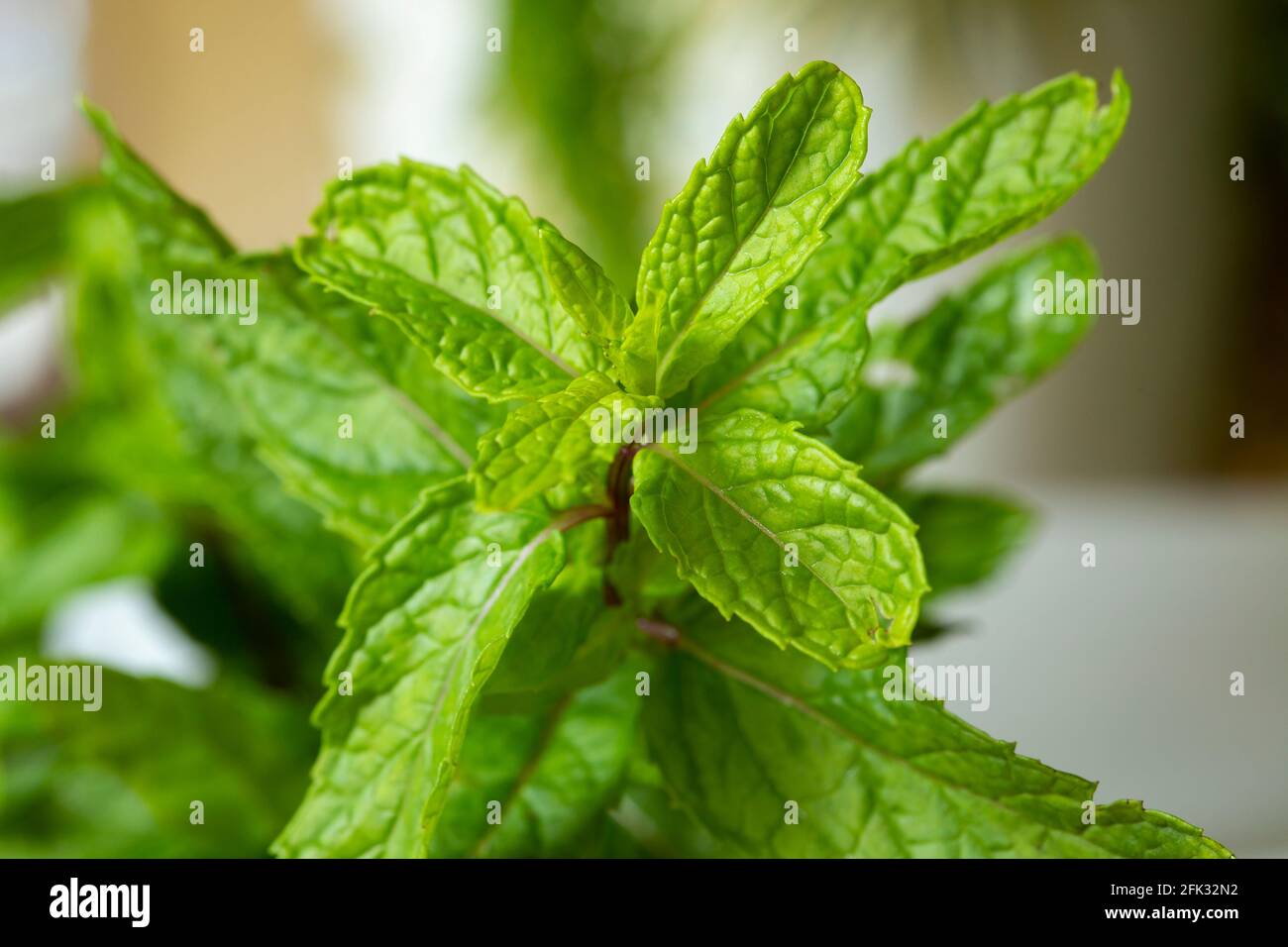Peppermint Plants High Resolution Stock Photography and Images - Alamy