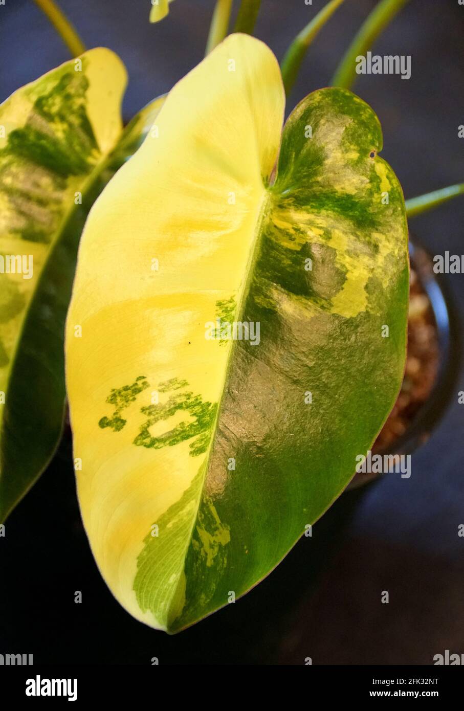 Beautiful yellow and green marble leaf of Philodendron Burle Marx ...