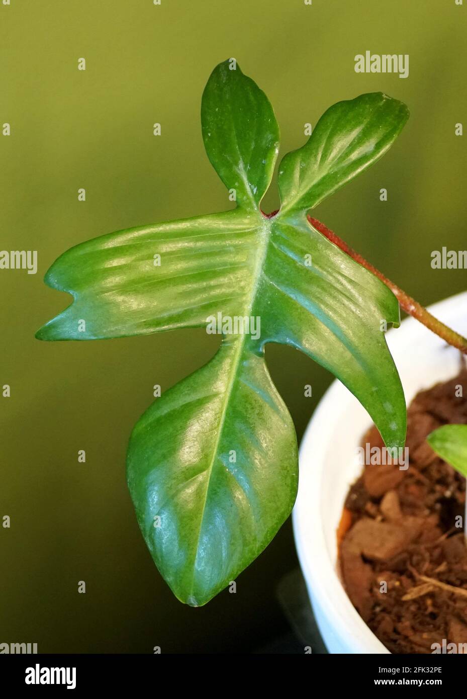 Unique leaf shape of Philodendron Florida Green, an indoor tropical ...